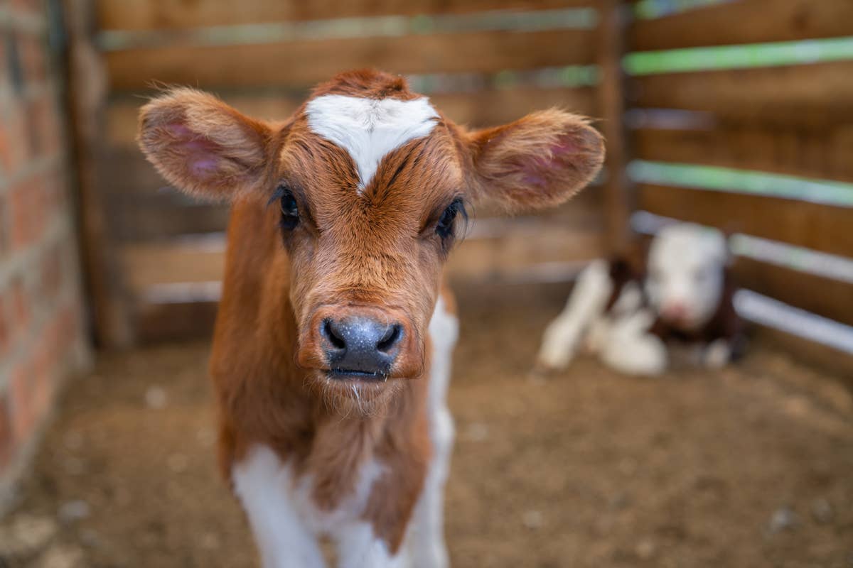 What Is A Male Cow Called - Infoupdate.org