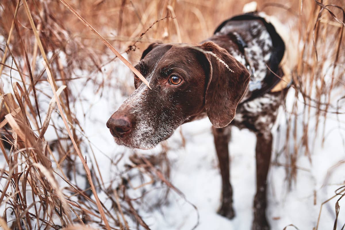 German Shorthaired Pointer Logo German Shorthaired Pointer Named Top