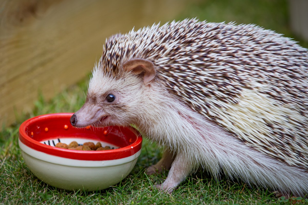 how to make own hedgehog food