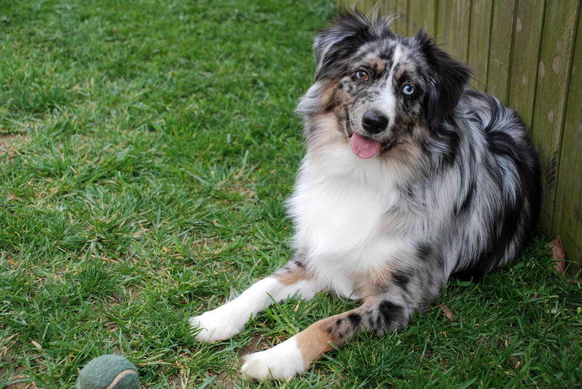 Grey Merle Dog