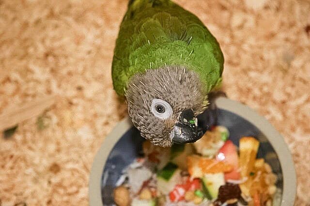Dusky Conure Size