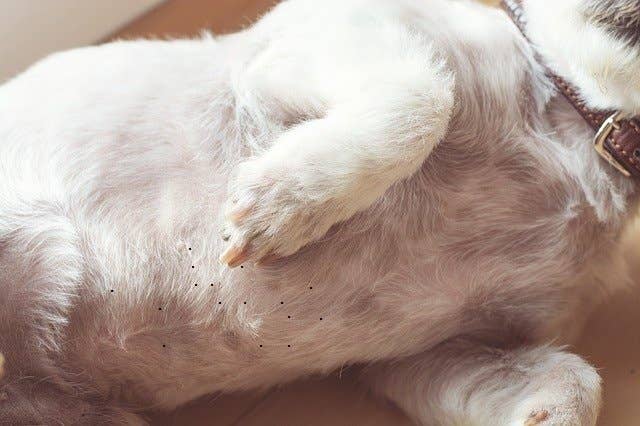 Can Dogs Have Dots