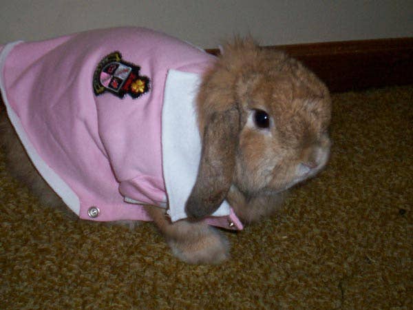 Bunnies In Sweaters Sweaters For Rabbits 2025