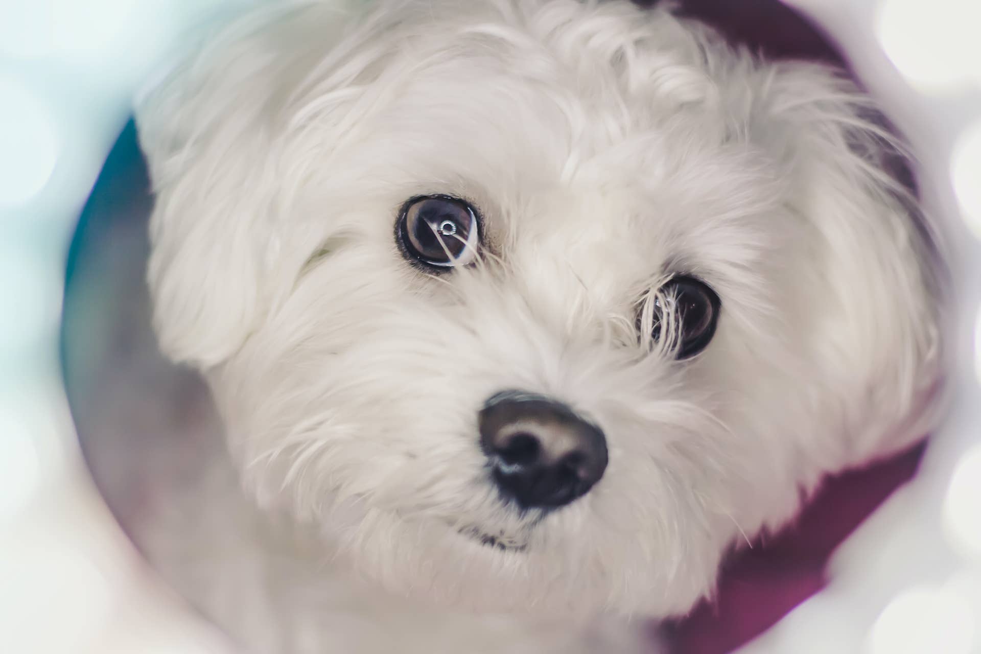 White Dog Puppy