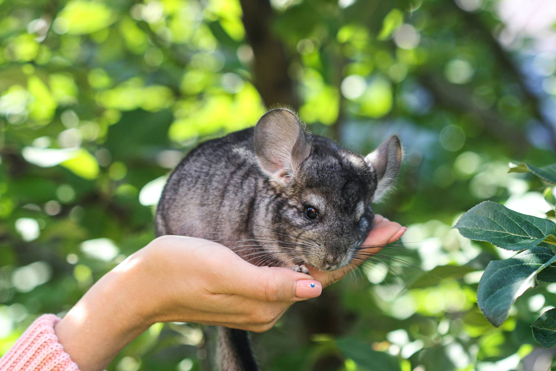 Chinchilla Care Tips