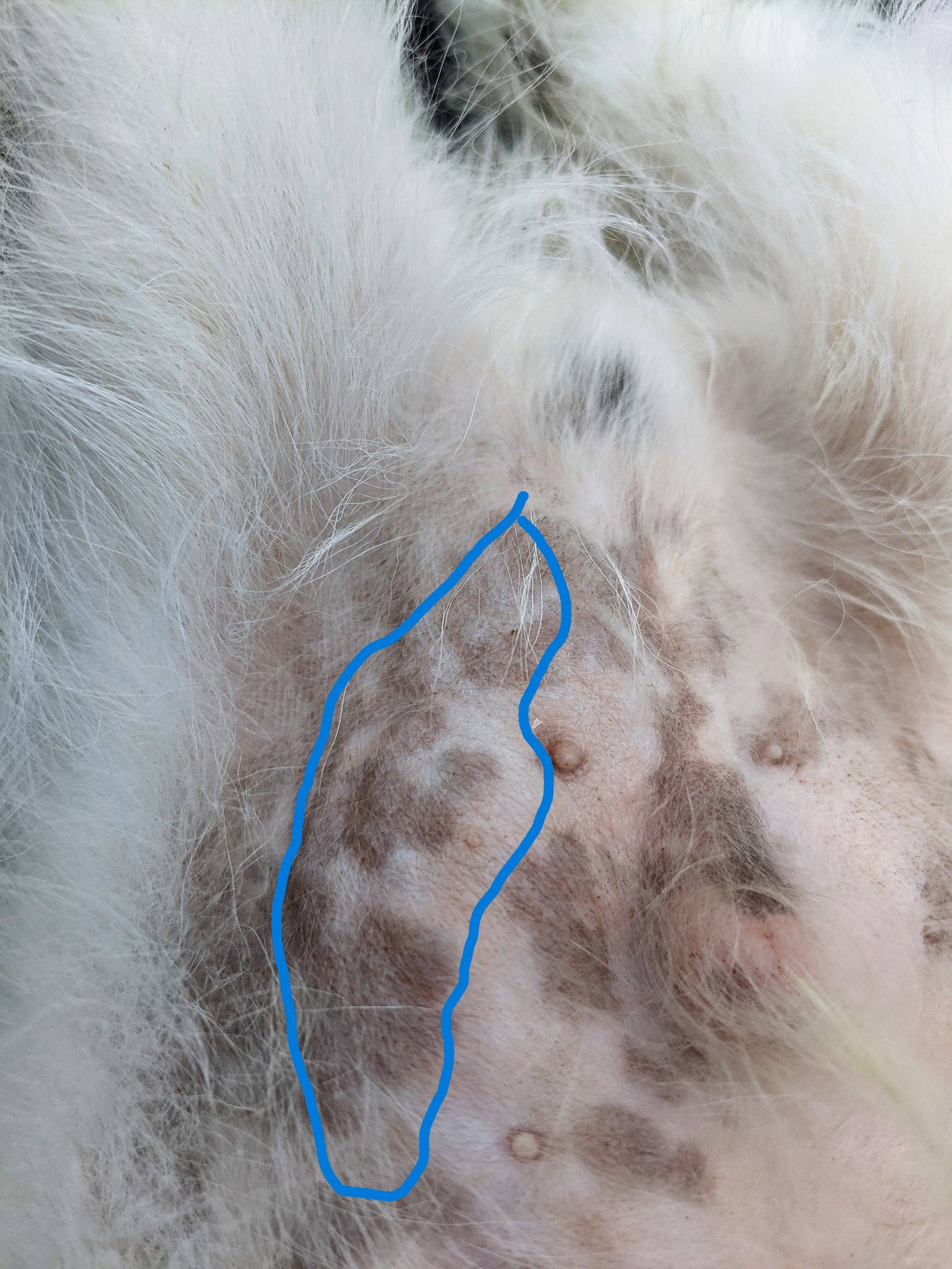 What Does A Lump On My Dog S Stomach Mean - Infoupdate.org