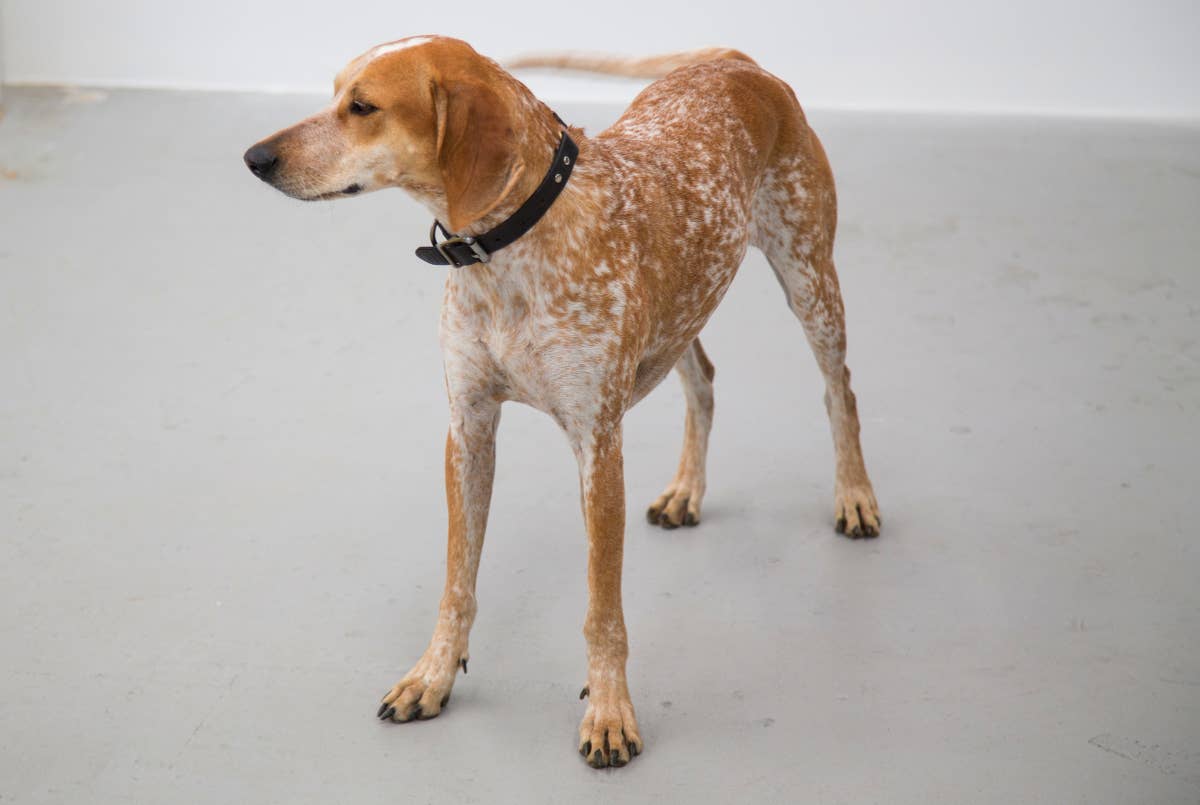 English Treeing Walker Coonhound