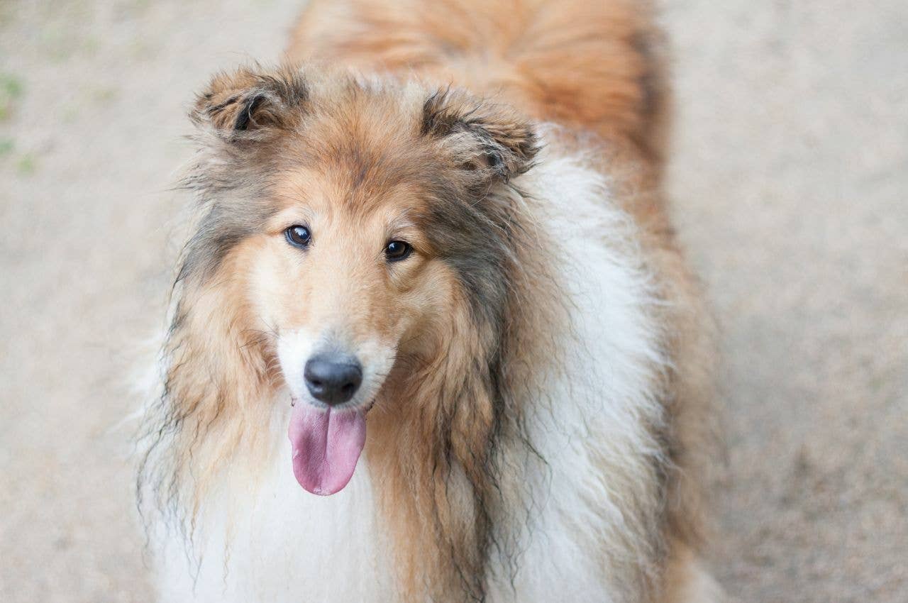 Cute Sheltie Names