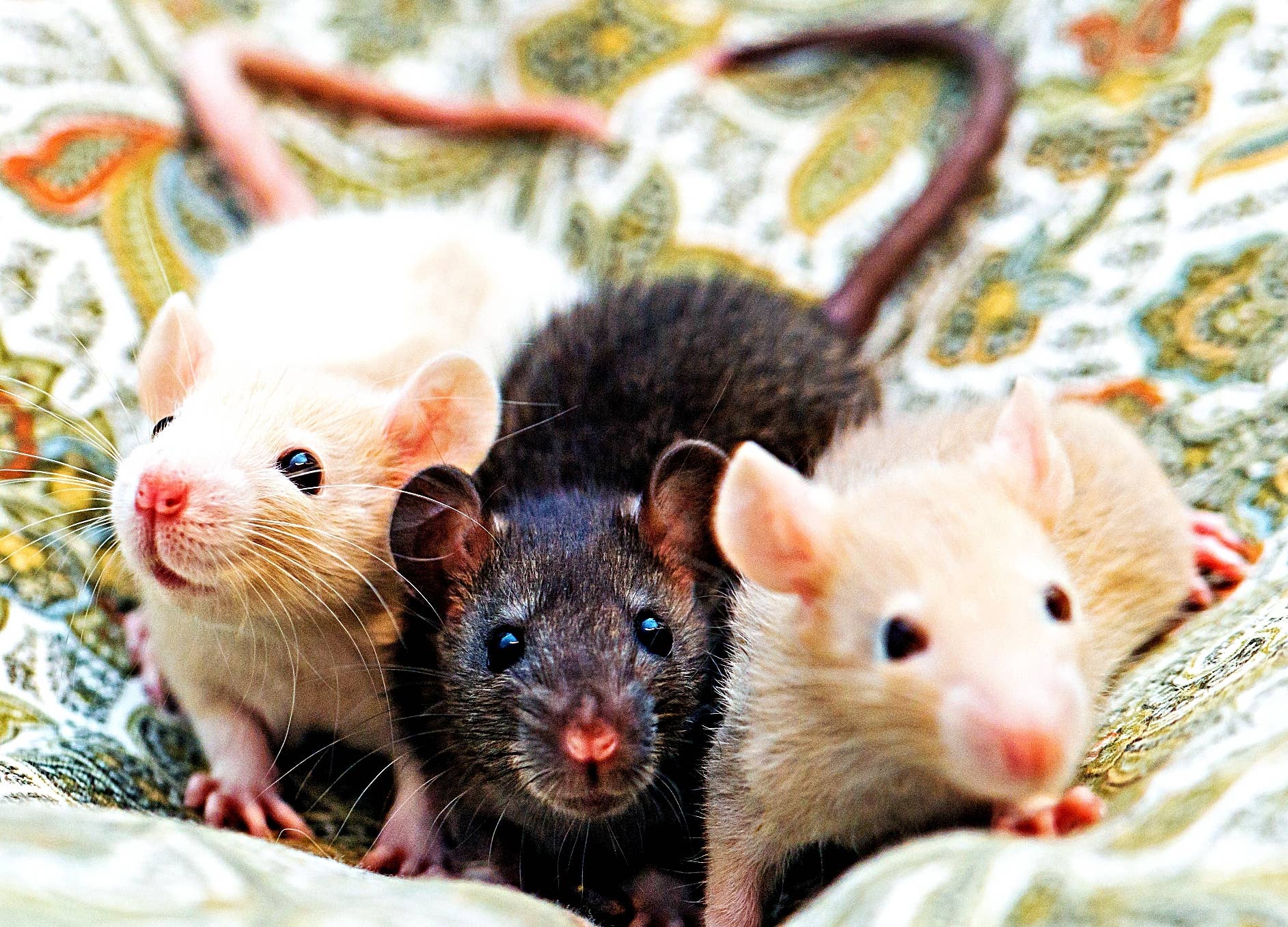 Where Do Field Mice Sleep