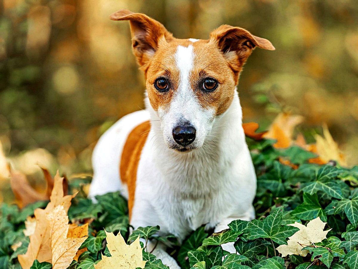 Min Pin Jack Russell Terrier Mix