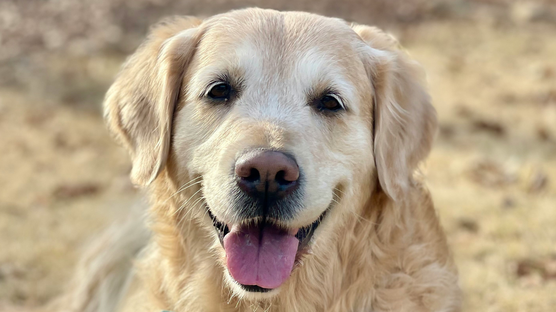 Retriever órga Dearg