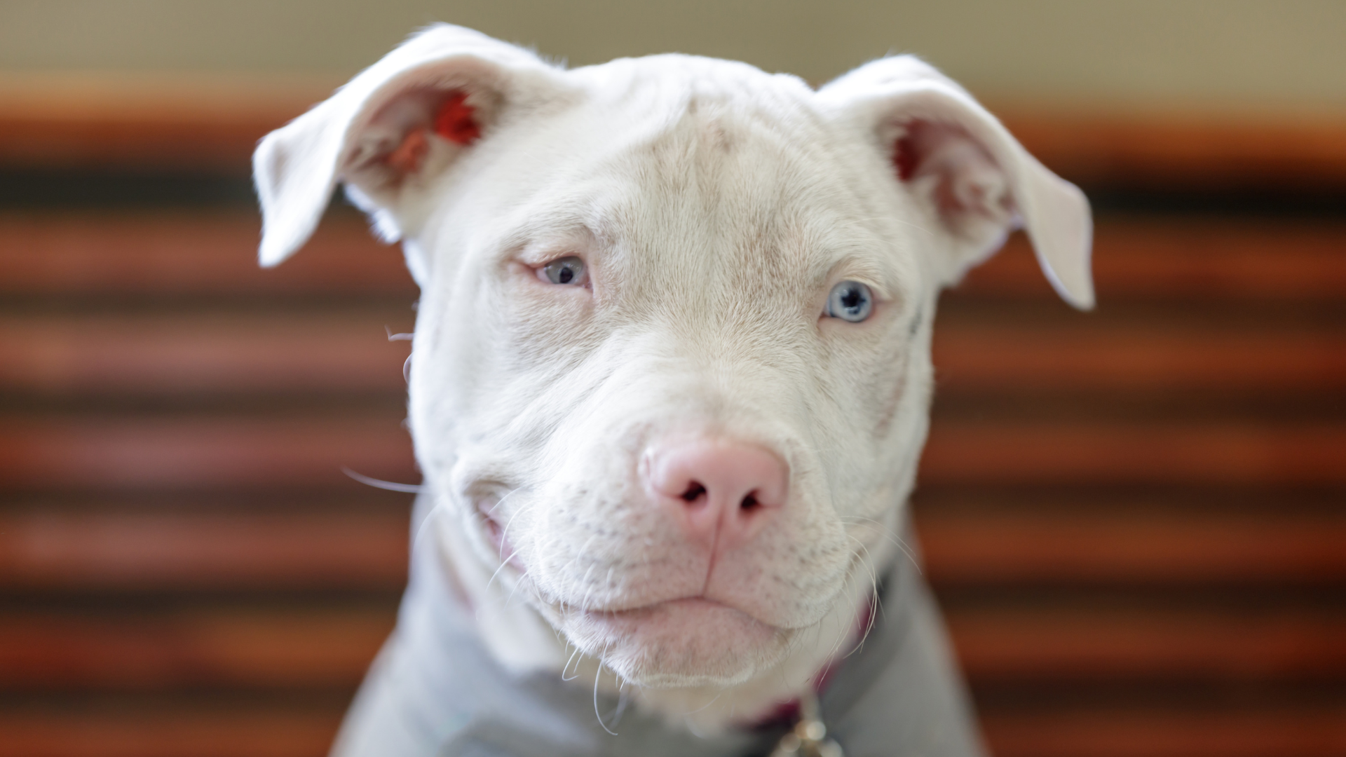 Pitbull Leanbh Beag