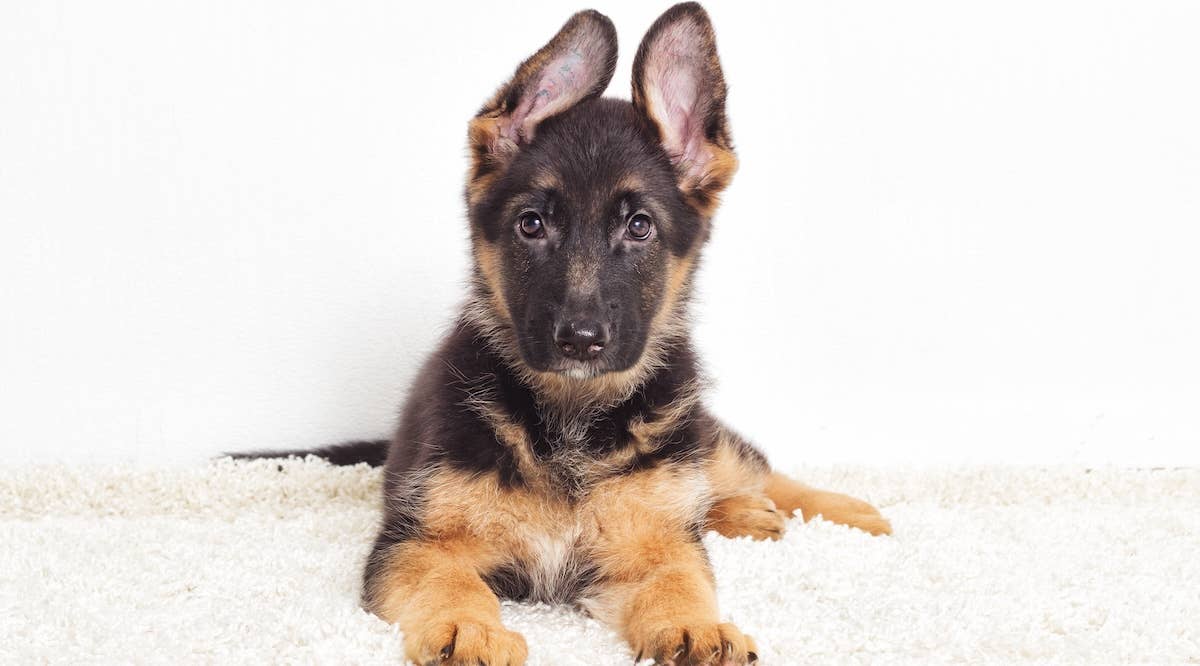 Cutest Baby German Shepherd