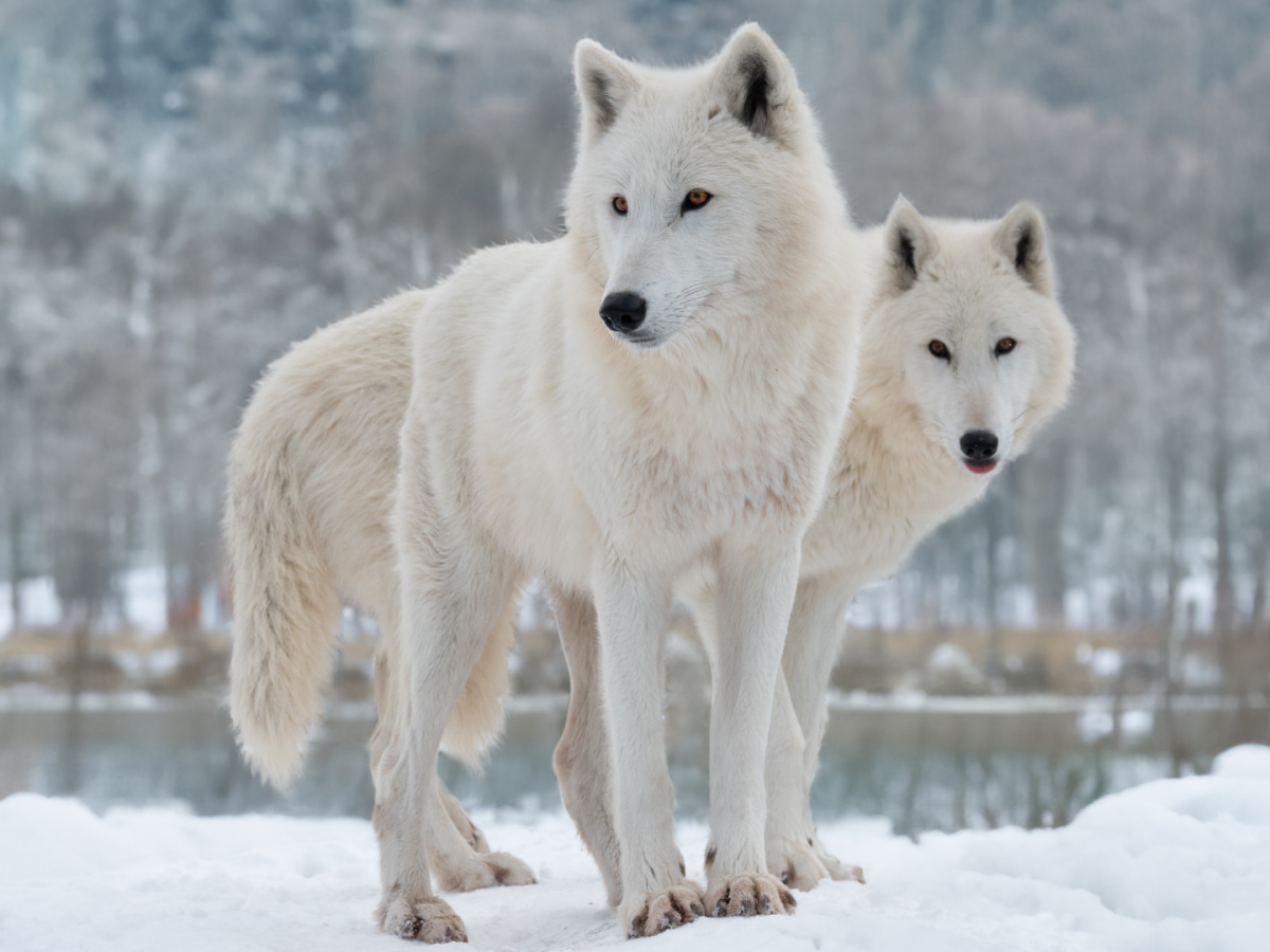 wolf patterson white