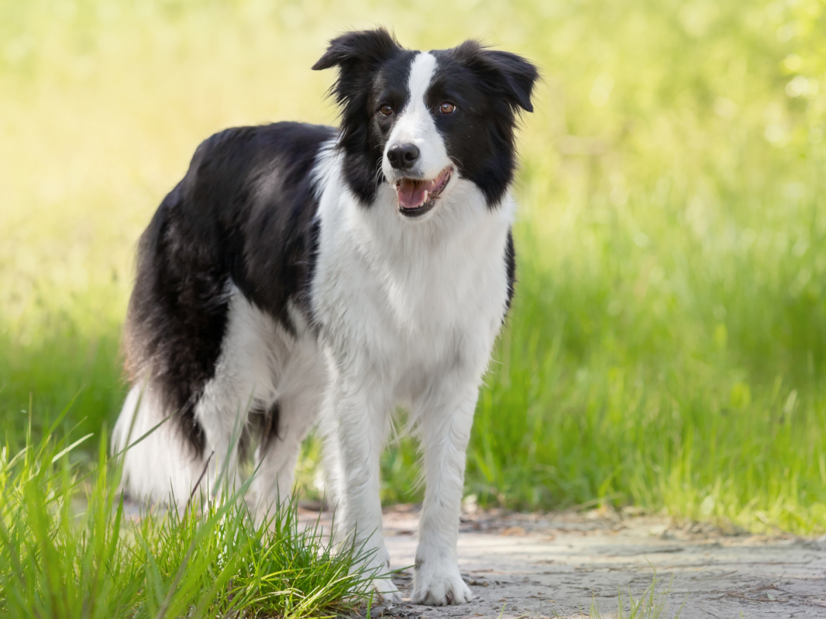 toft border collie