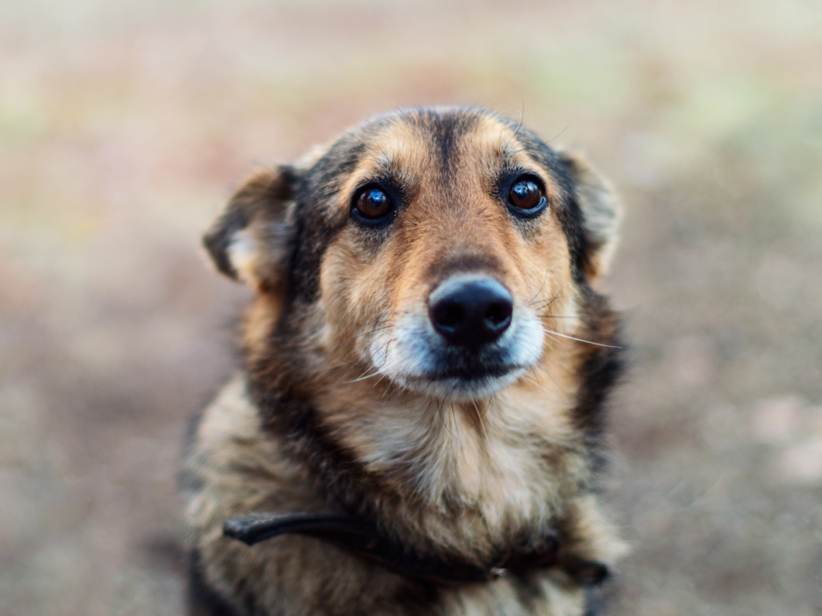 sad multifandom dogs