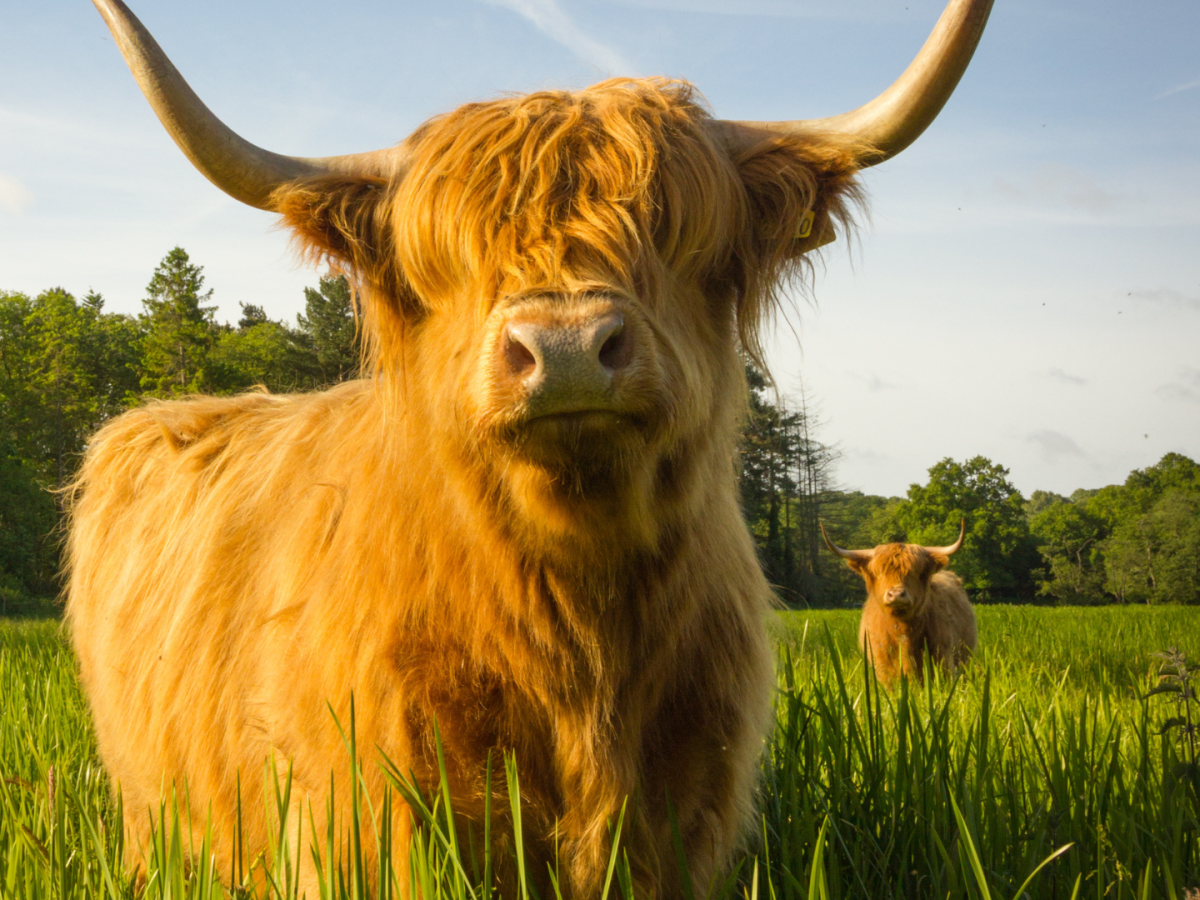 why does cow keep mooing