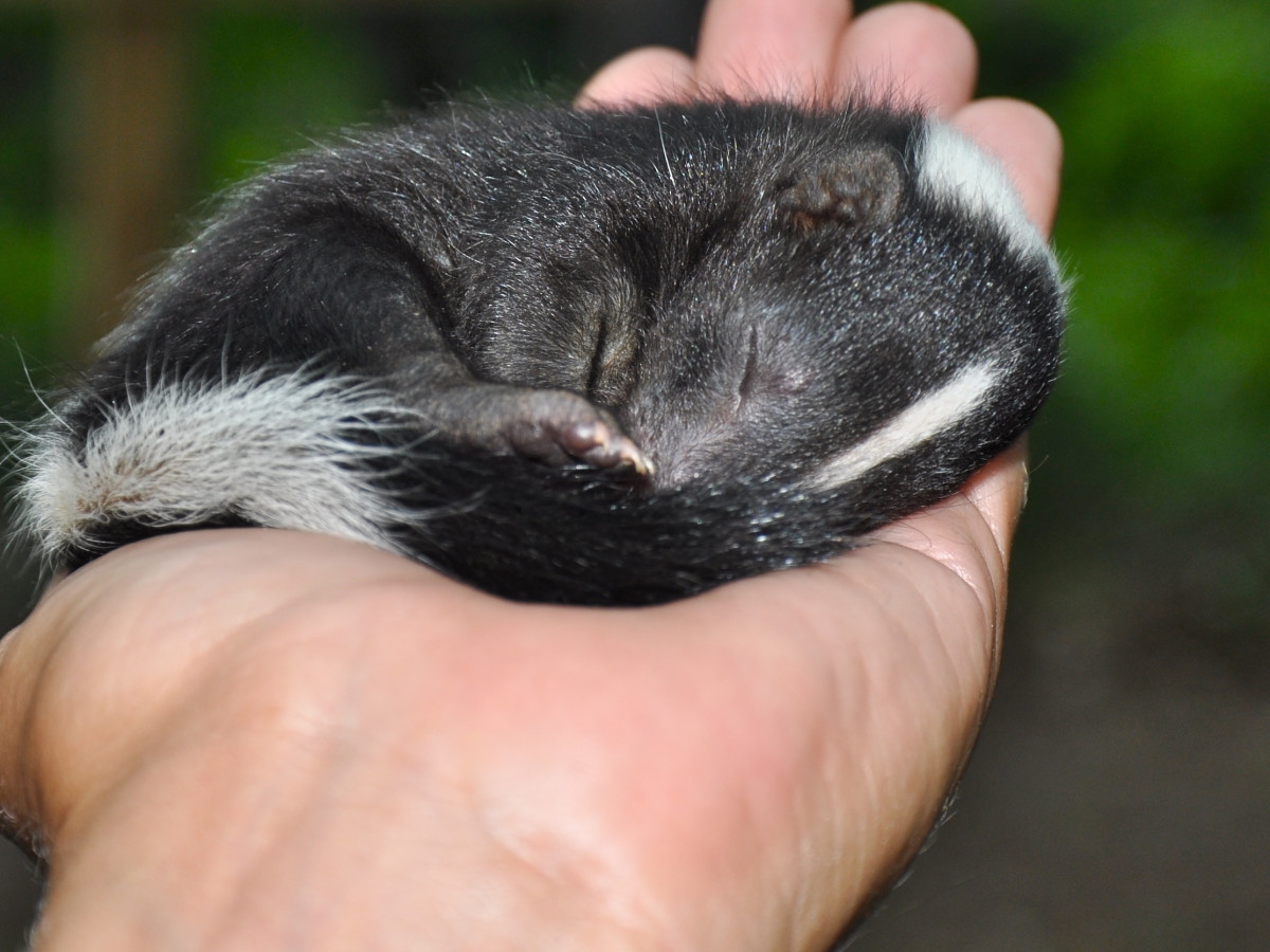 do pet skunks cuddle