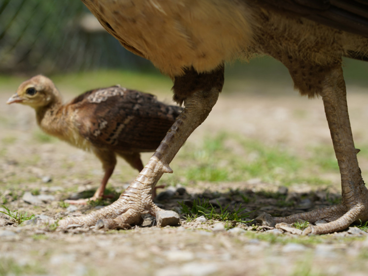 peacock hatching egg