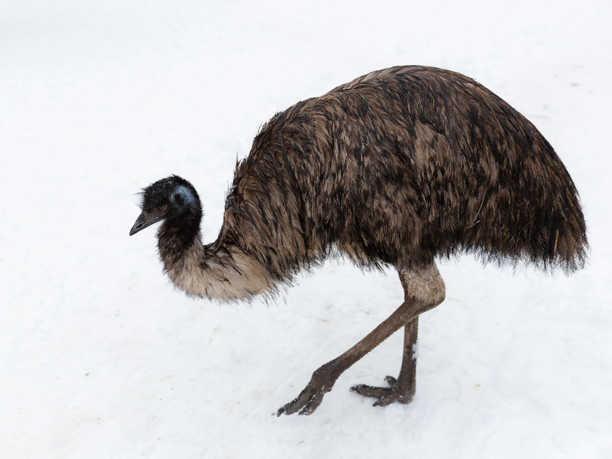 pet emu