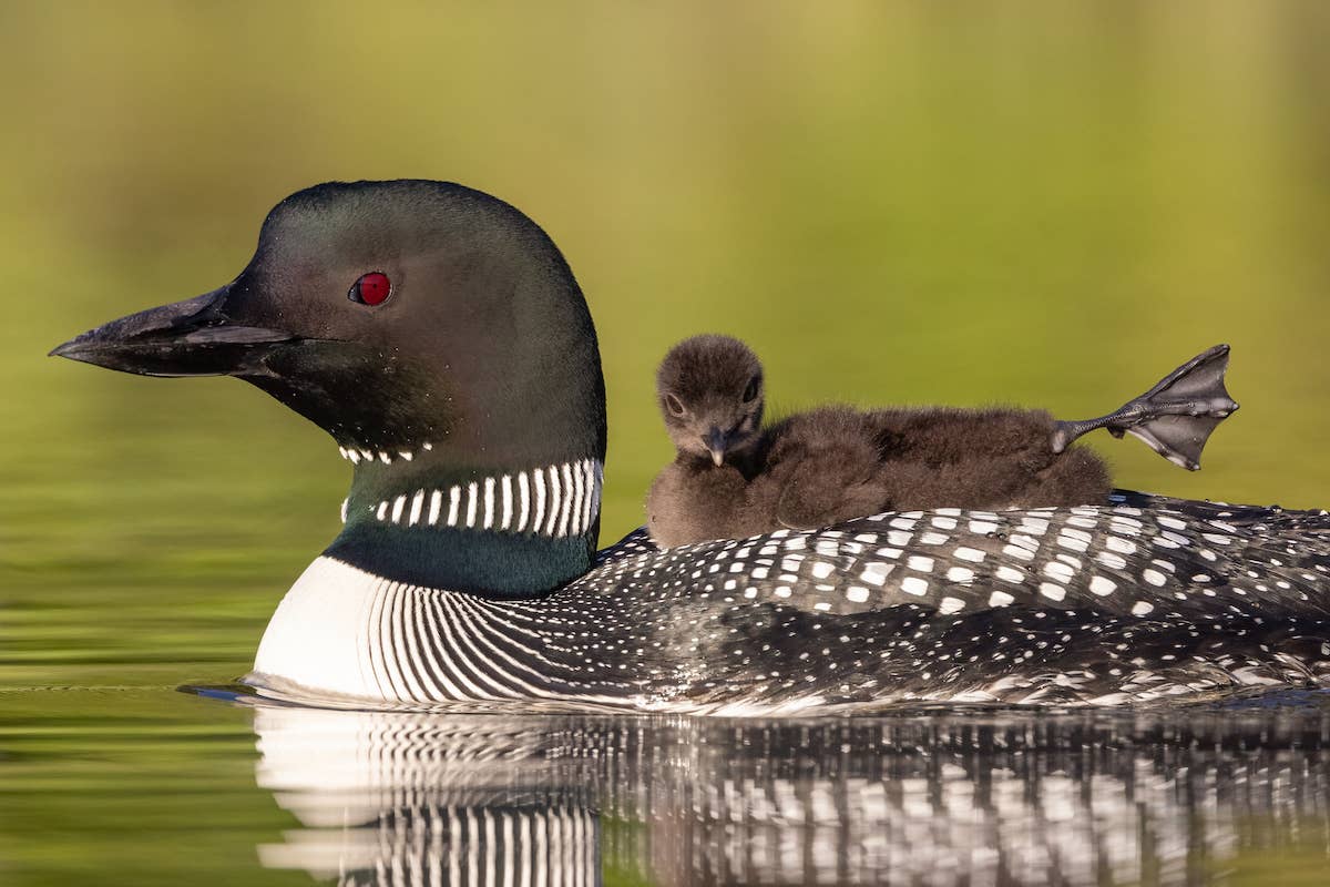 Baby Loon Wildlife On A Maine Pond: Adorable Loon Chicks Face An