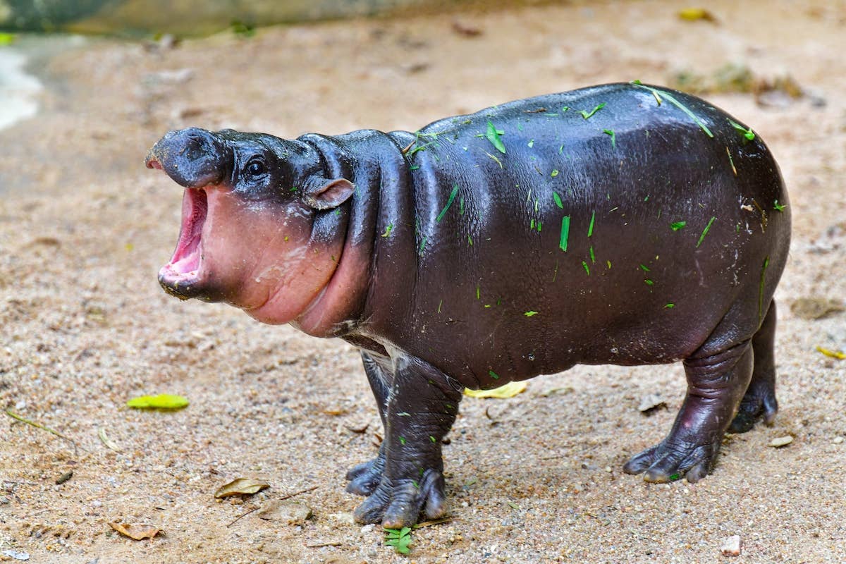 Meet the Pygmy Hippo That Stole Our Hearts (And the Internet) with His ...