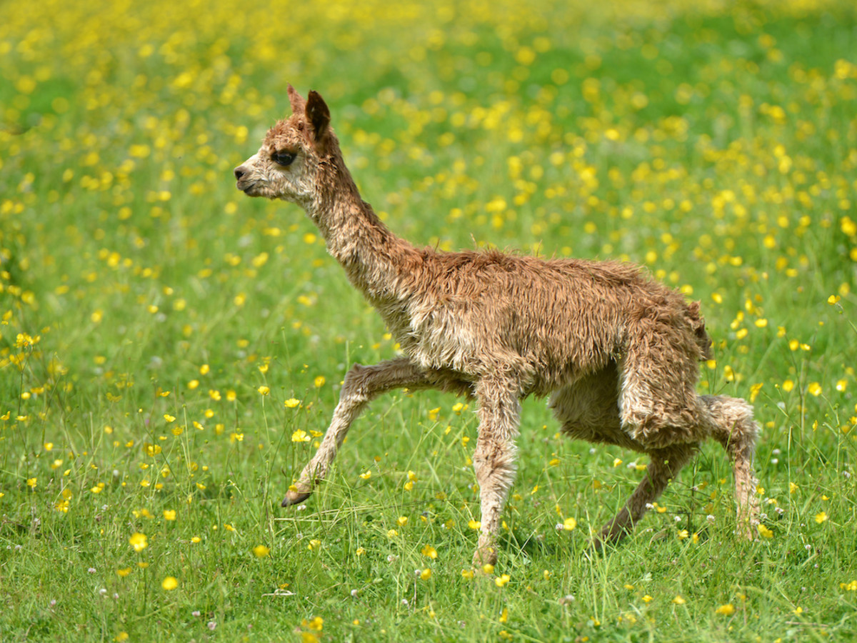 alpaca newborn