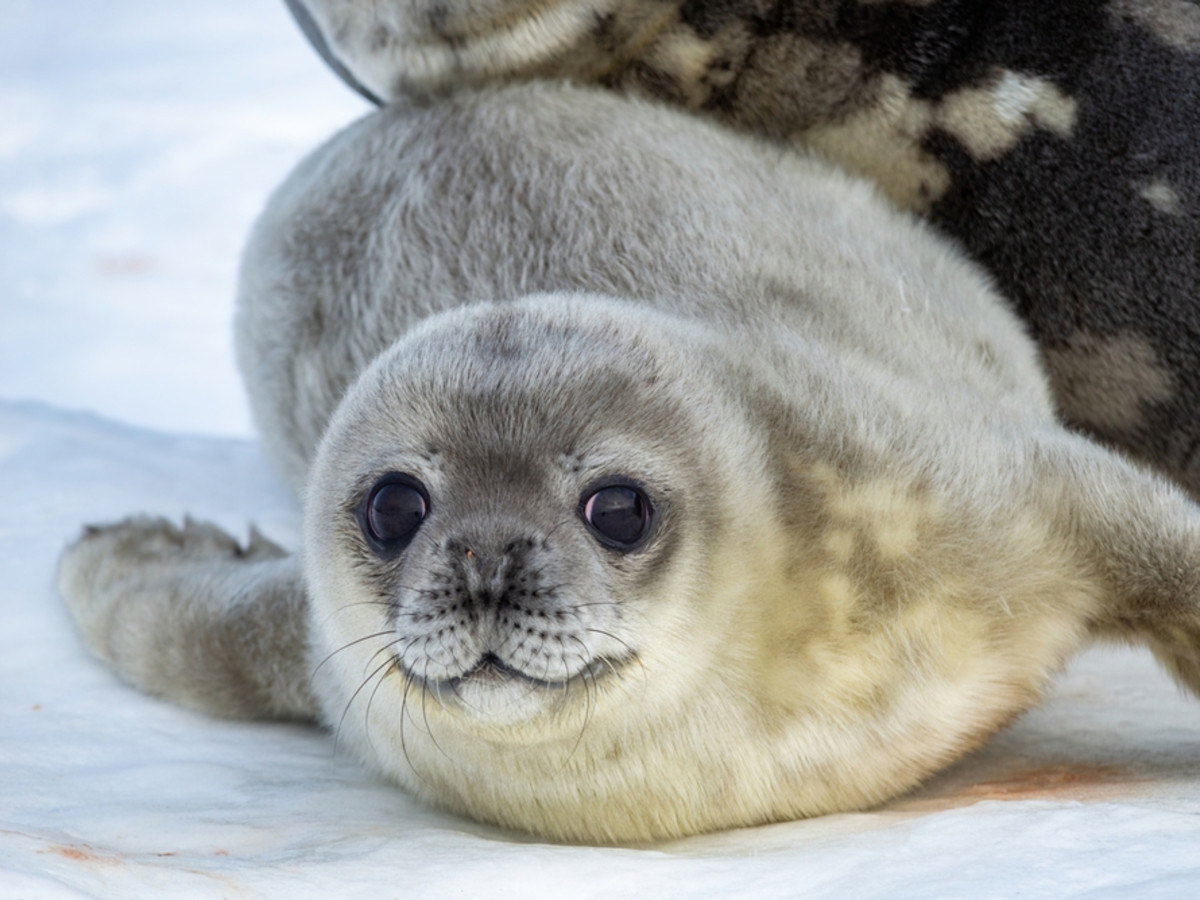 smiling seal pup