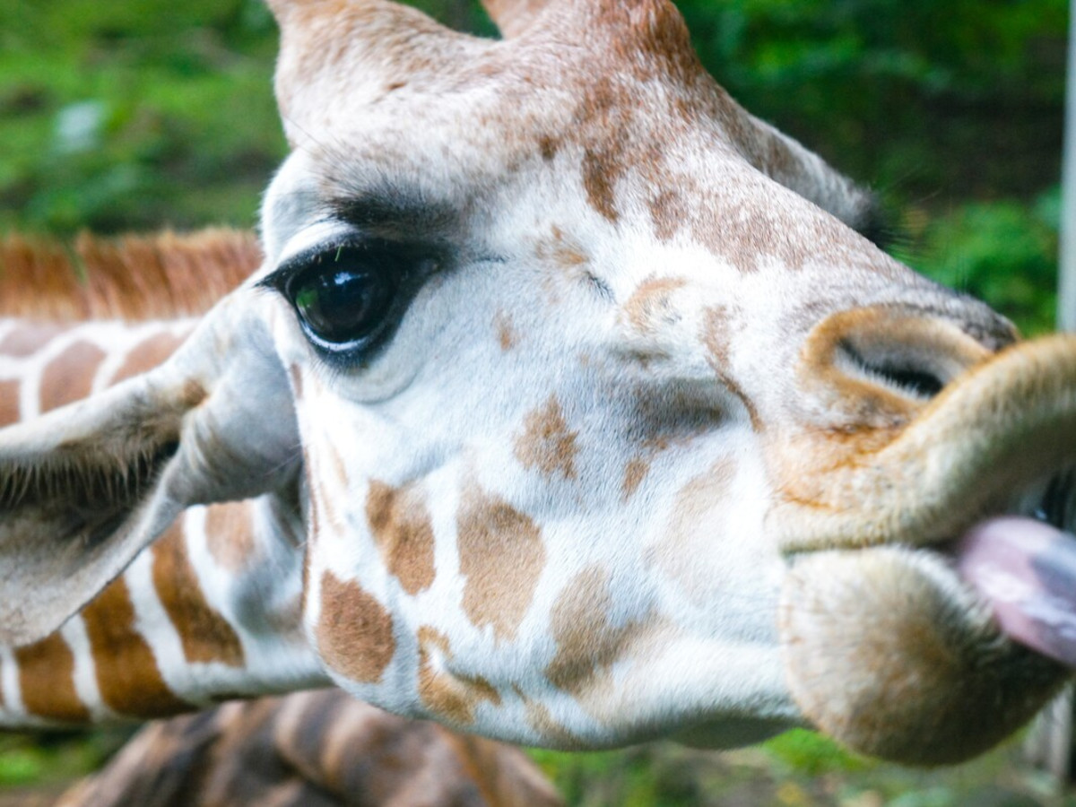 see a giraffe up close