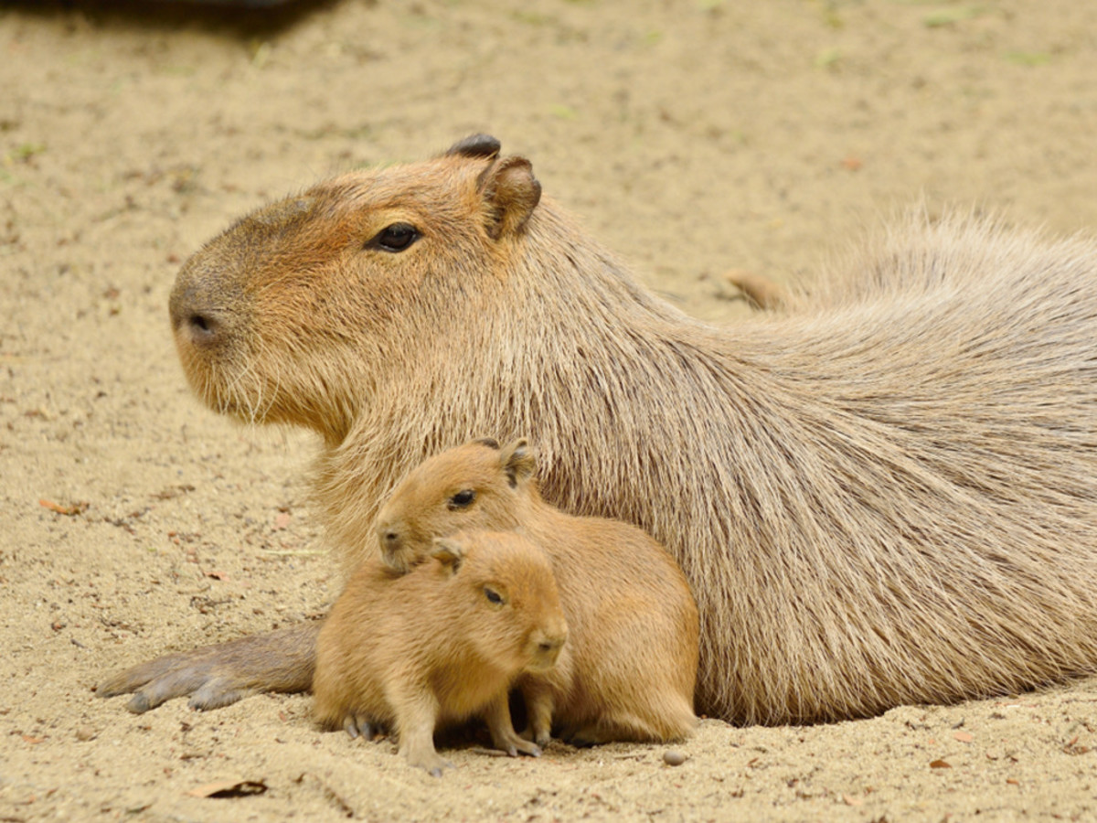 capybara with dog