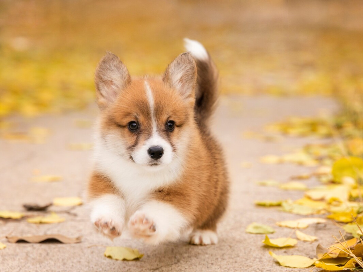 welsh corgi cute