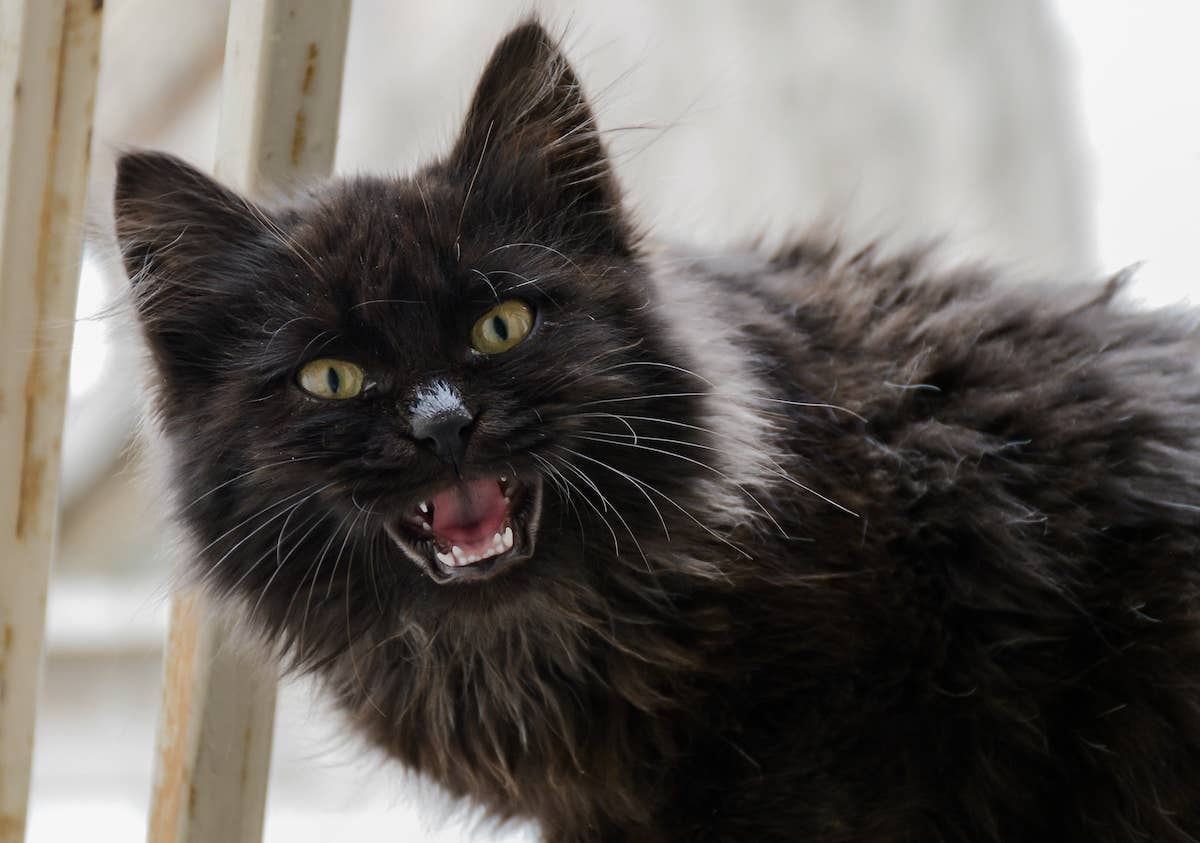Angry Kitten