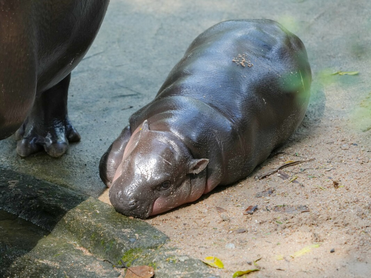 pygmy hippo attack