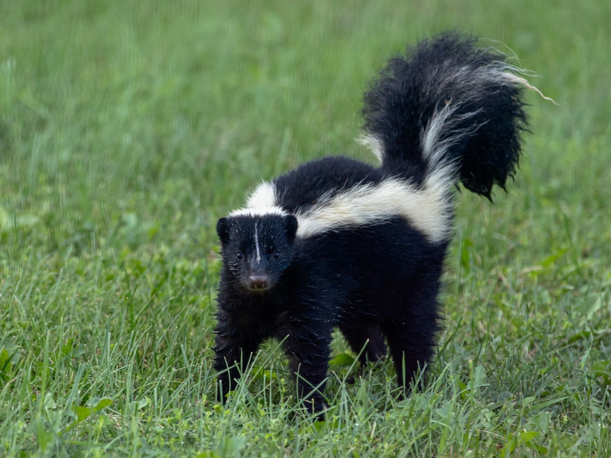 skunk in reading