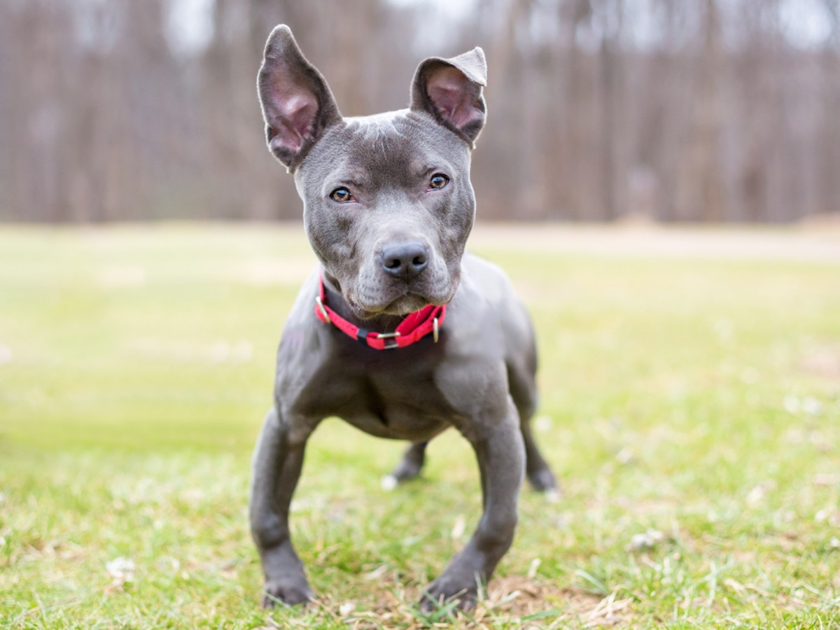 blue the pit