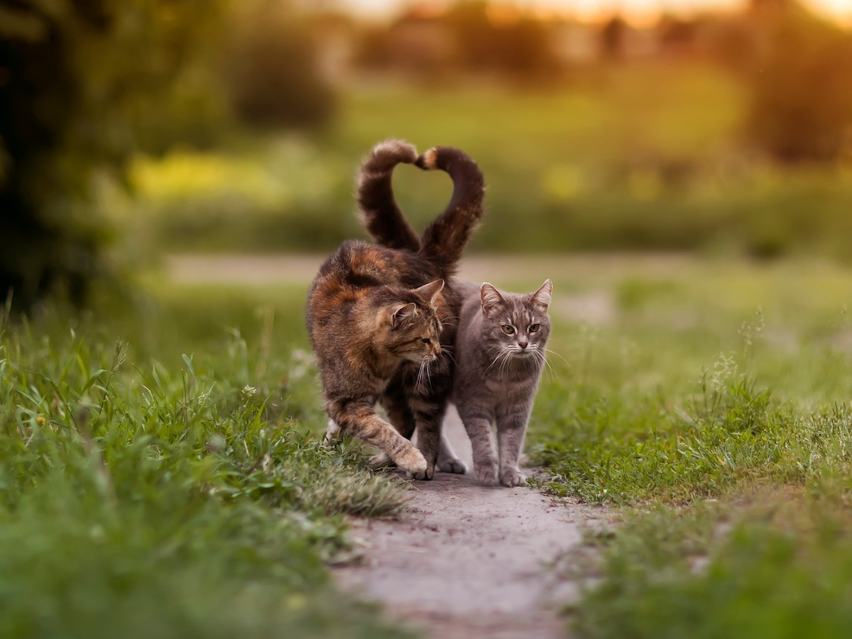 two cats walking