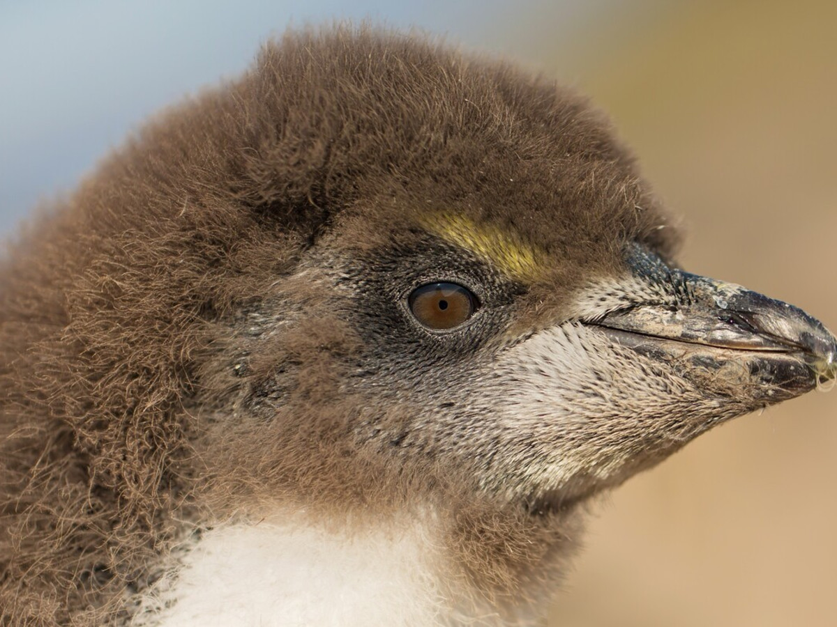 fluffy brown penguin