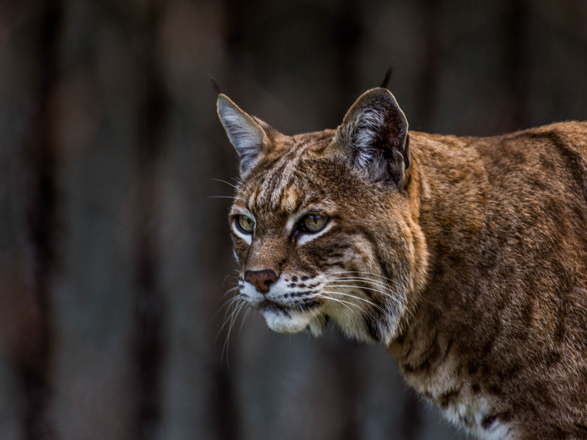 bobcat side profile