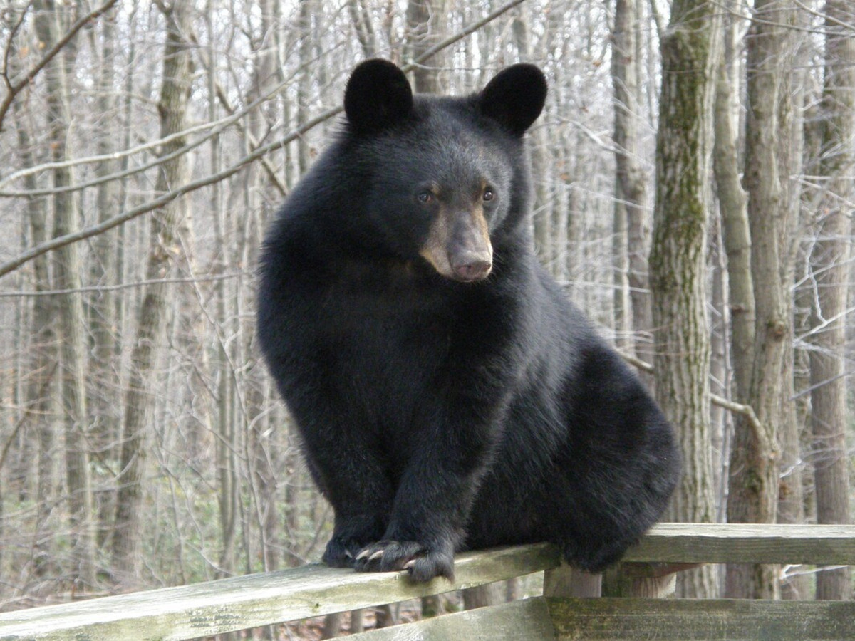 sitting black bear