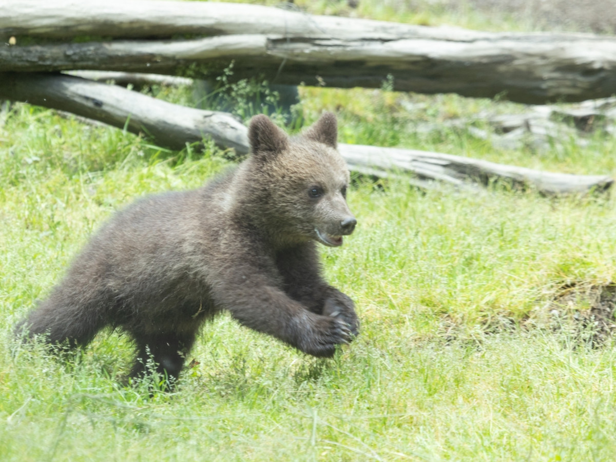 Baby Grizzly Bear Cubs