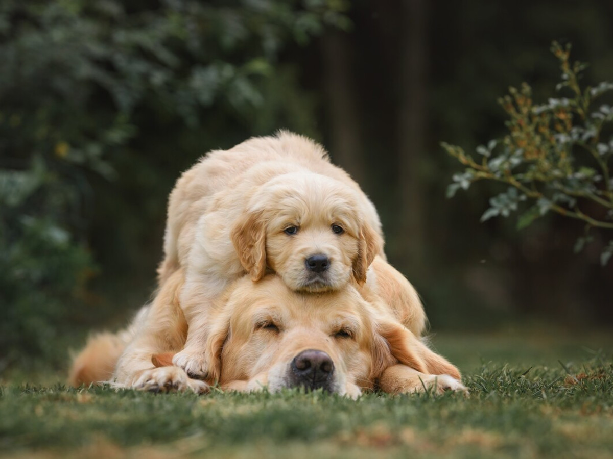 two puppies playing