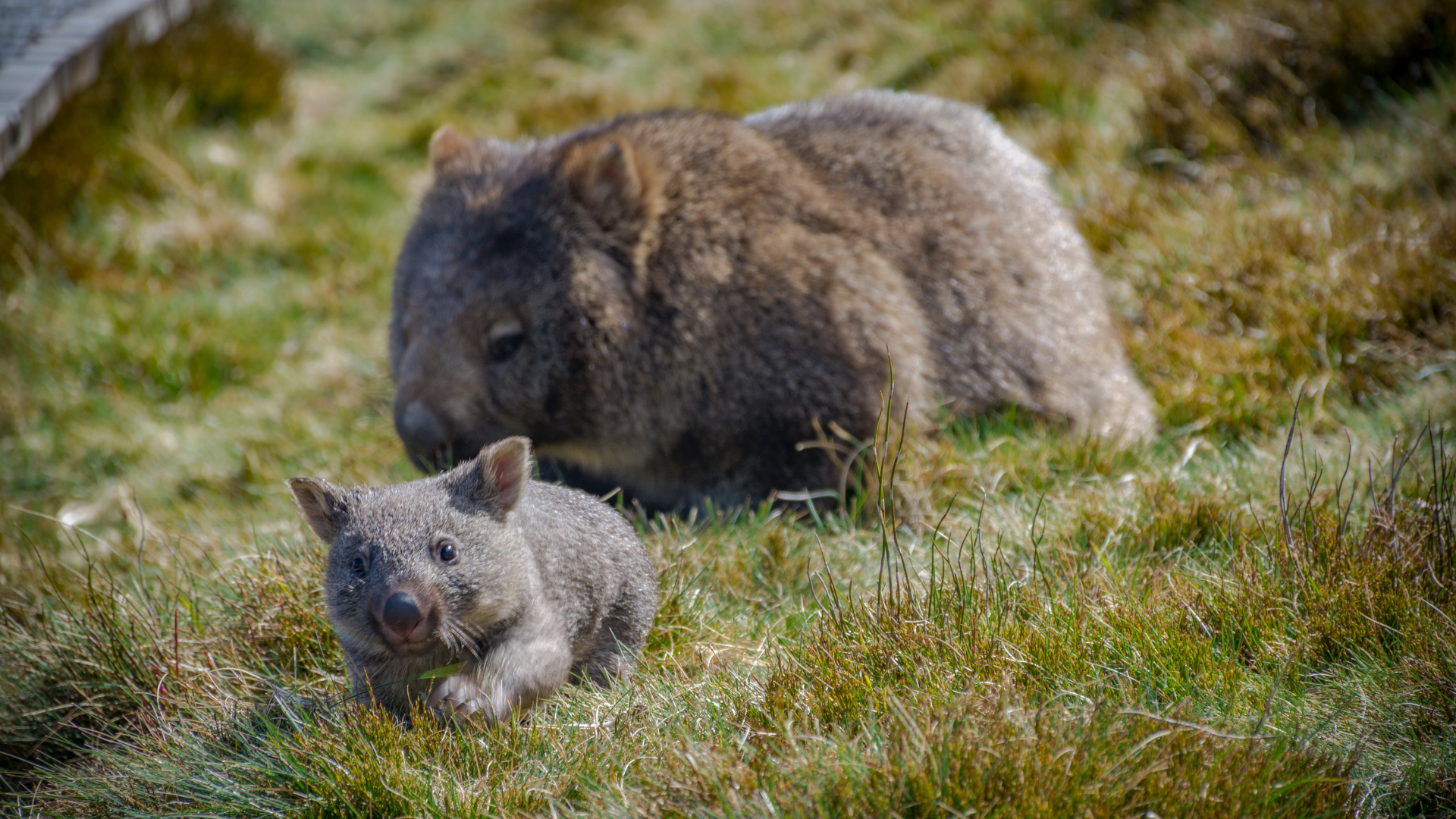 That Is A Big Wombat Cute Animals Wombat Animals