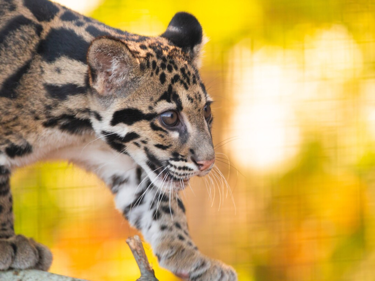 clouded leopard claws