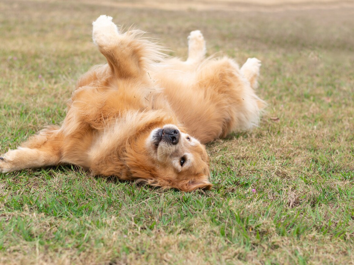 dog rolling over when playing