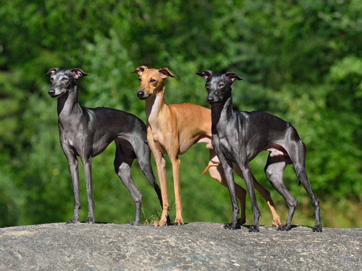 pootalian greyhound