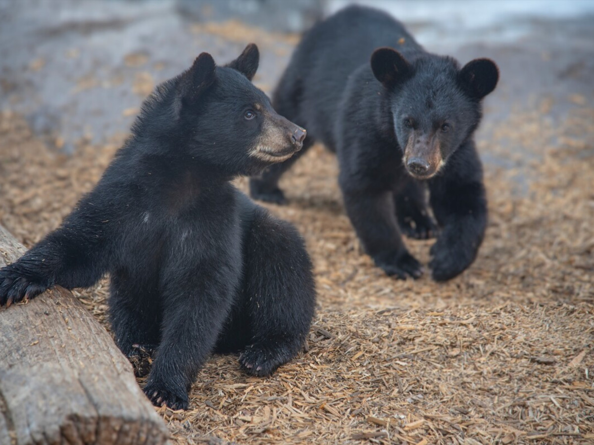 cute bear cubs