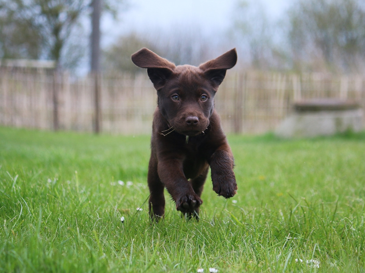 chocolate lab running
