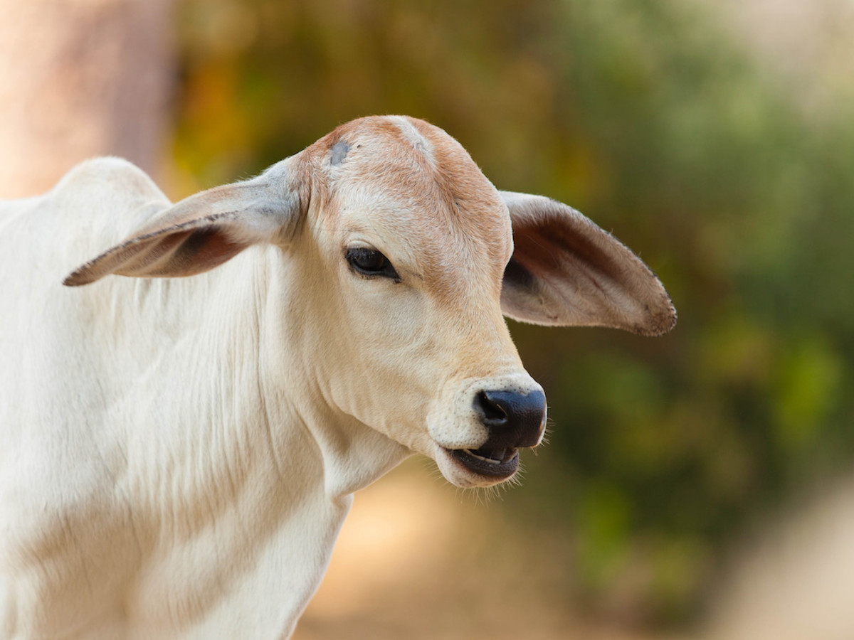 brahman cattle