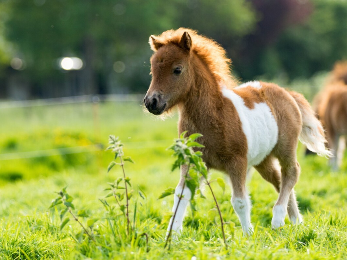 cute horse