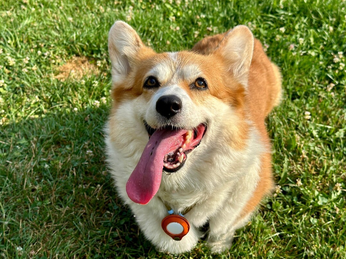 excited corgi